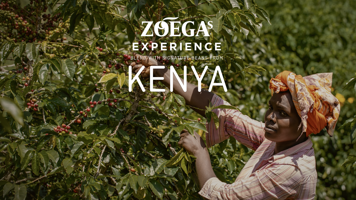 Signature beans from Kenya | Nestlé Professional