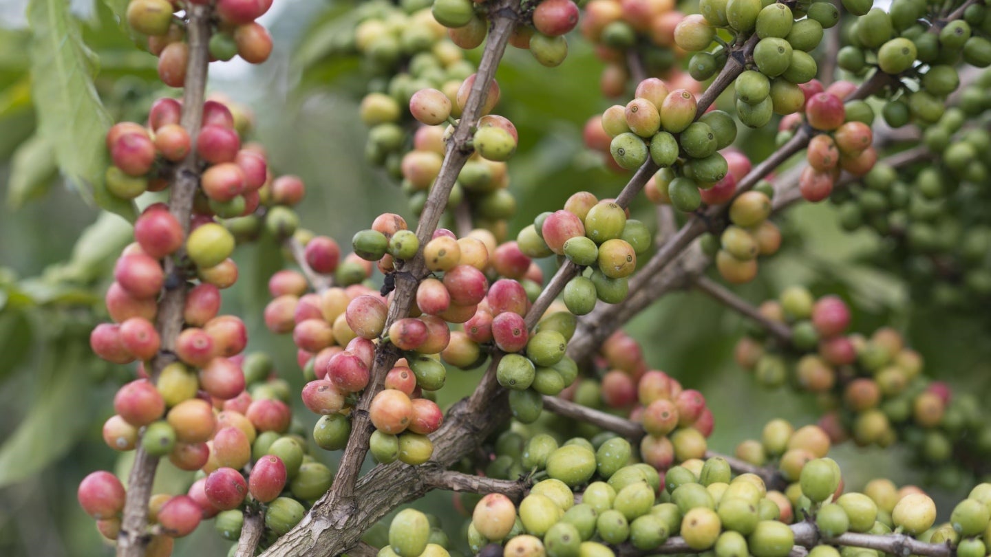 Nescafé - cup of respect | Nestlé Professional